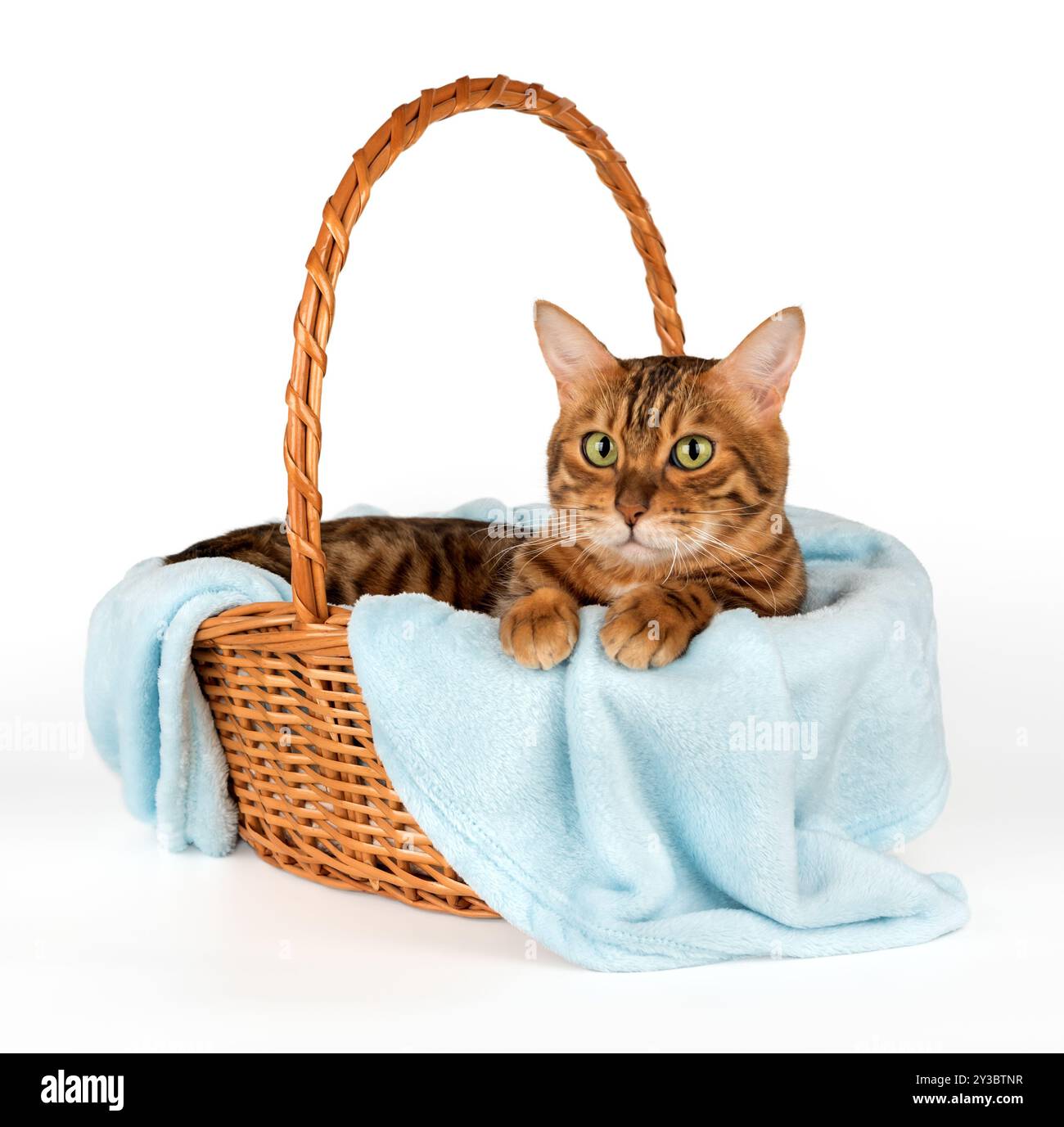 Domestic cat in basket isolated. Bengal cat sitting in wicker basket ...