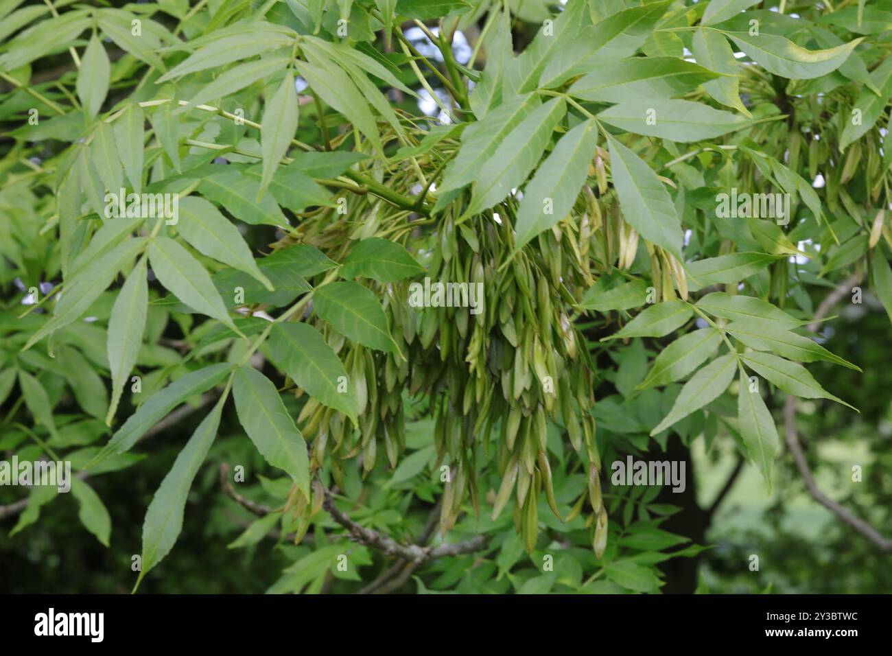 European ash (Fraxinus excelsior) Plantae Stock Photo - Alamy