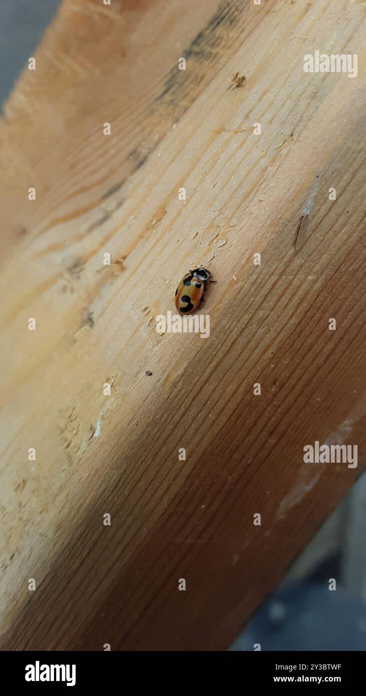 Parenthesis Lady Beetle (Hippodamia parenthesis) Insecta Stock Photo ...