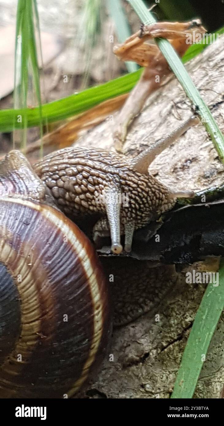 Turkish Snail (Helix lucorum) Mollusca Stock Photo - Alamy