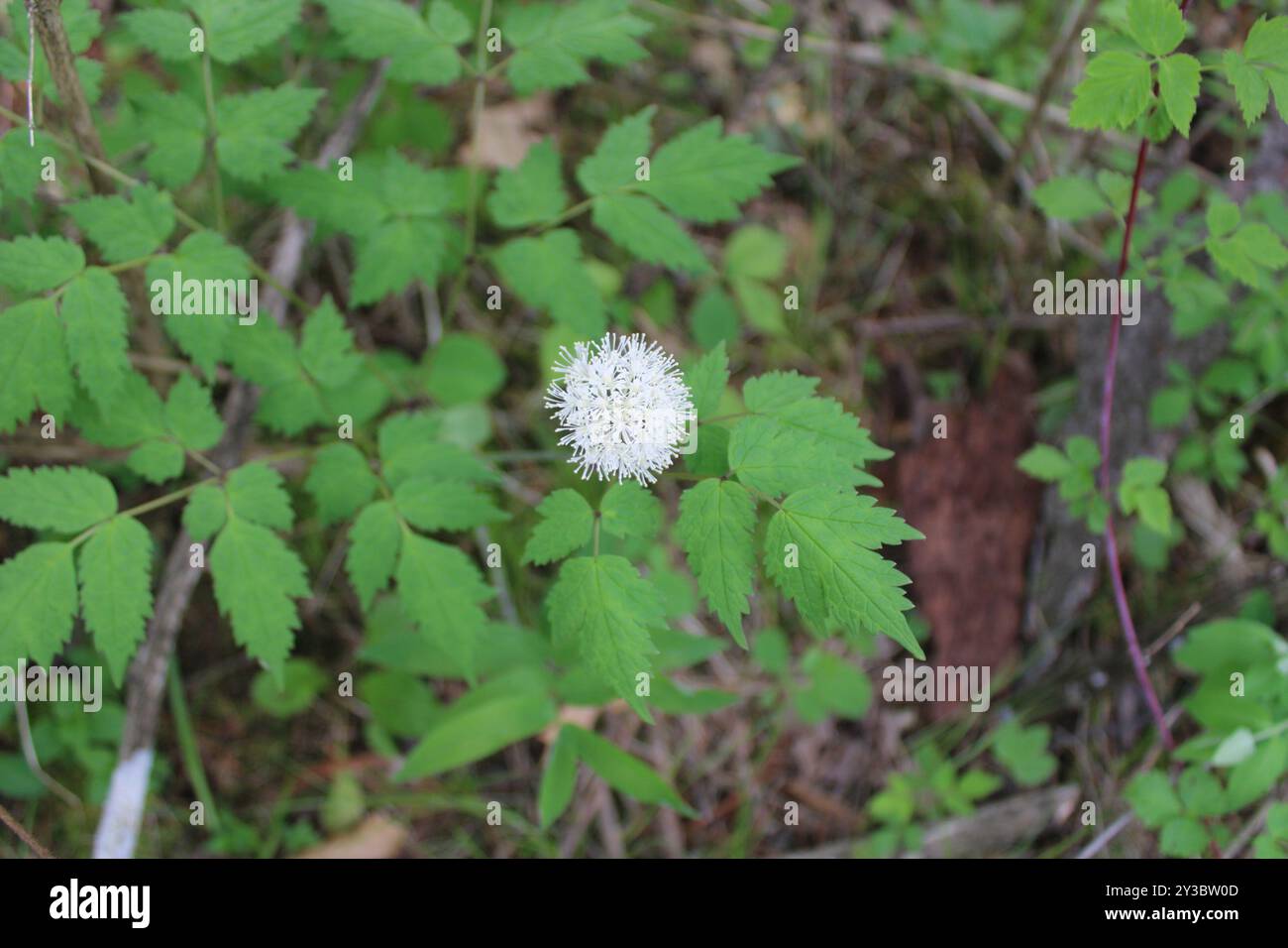 white baneberry (Actaea pachypoda) Plantae Stock Photo - Alamy