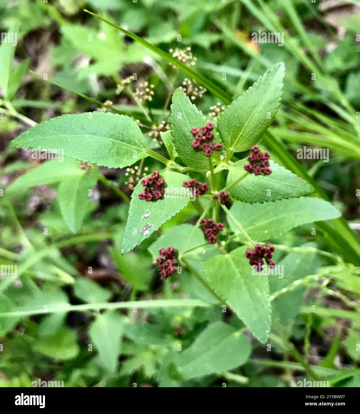 purple meadow-parsnip (Thaspium trifoliatum trifoliatum) Plantae Stock ...