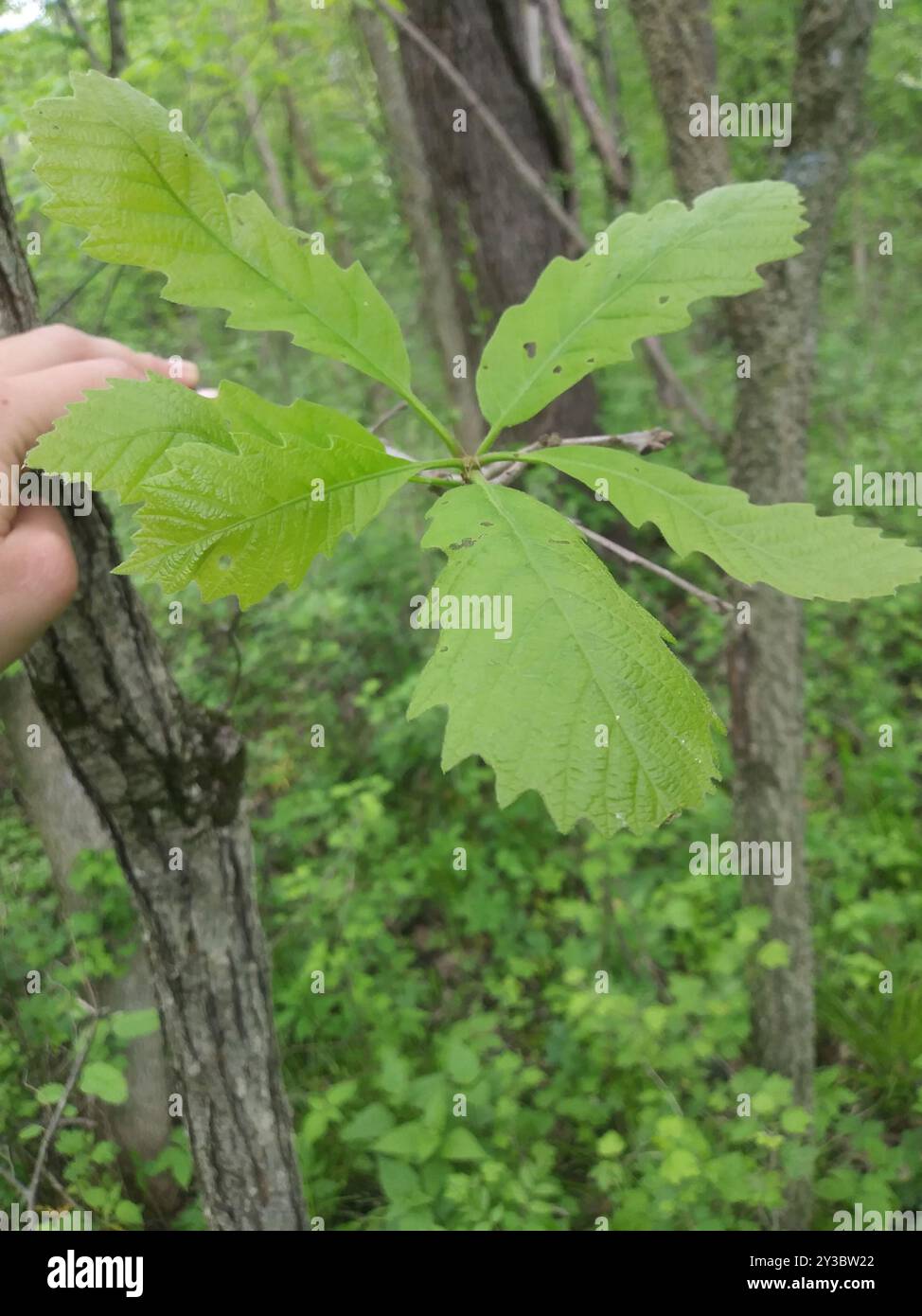 swamp white oak (Quercus bicolor) Plantae Stock Photo - Alamy