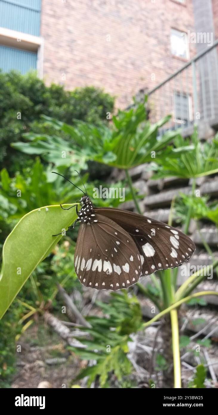 Common Crow Butterfly (Euploea core) Insecta Stock Photo - Alamy