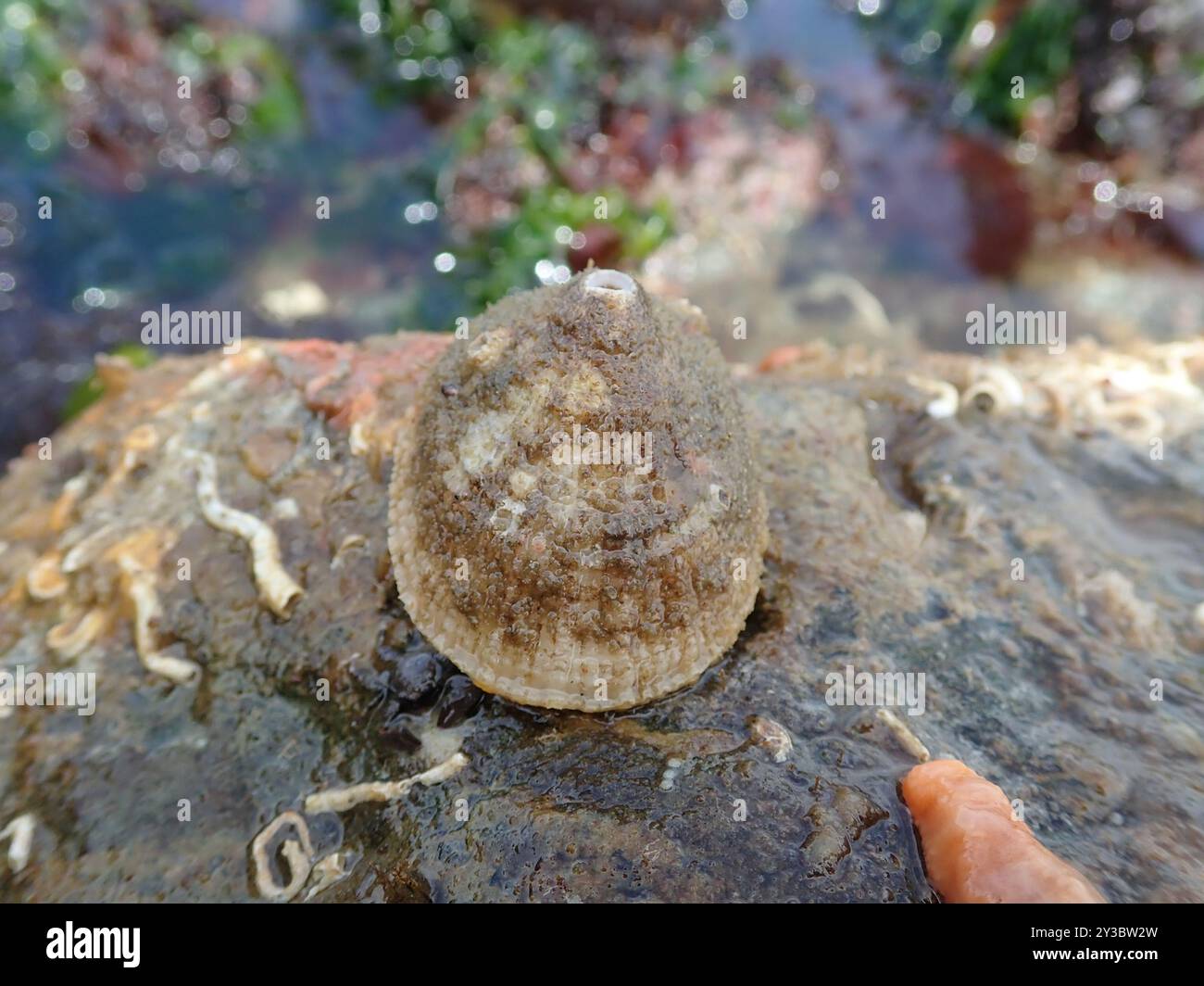Rough Keyhole Limpet (Diodora aspera) Mollusca Stock Photo - Alamy