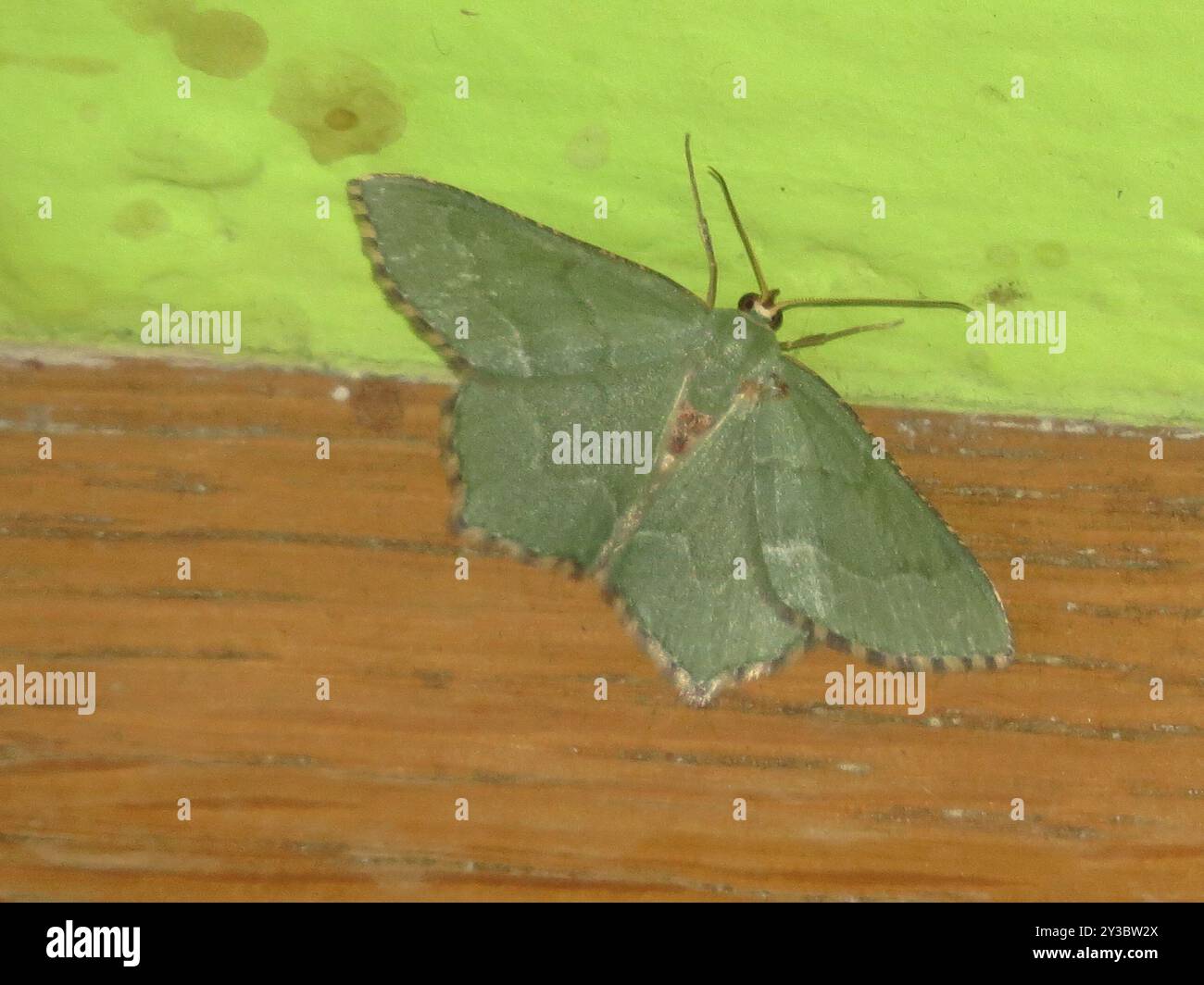 Common Emerald (Hemithea aestivaria) Insecta Stock Photo - Alamy