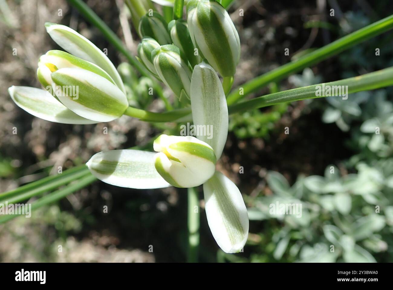 Thick Slime-lily (Albuca setosa) Plantae Stock Photo - Alamy