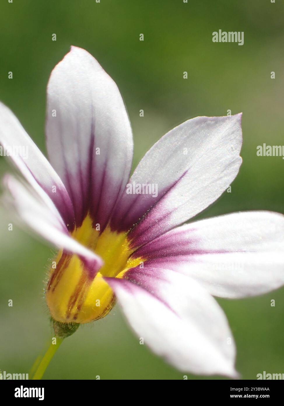 Blue Pigroot (Sisyrinchium micranthum) Plantae Stock Photo - Alamy