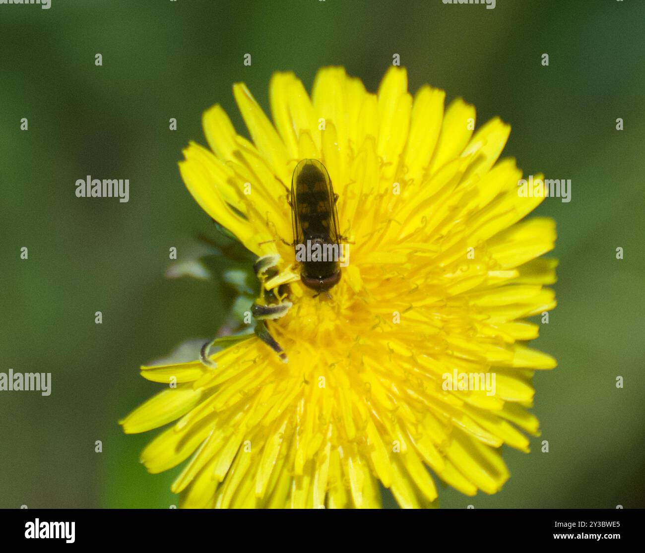 Sedgesitters (Platycheirus) Insecta Stock Photo - Alamy