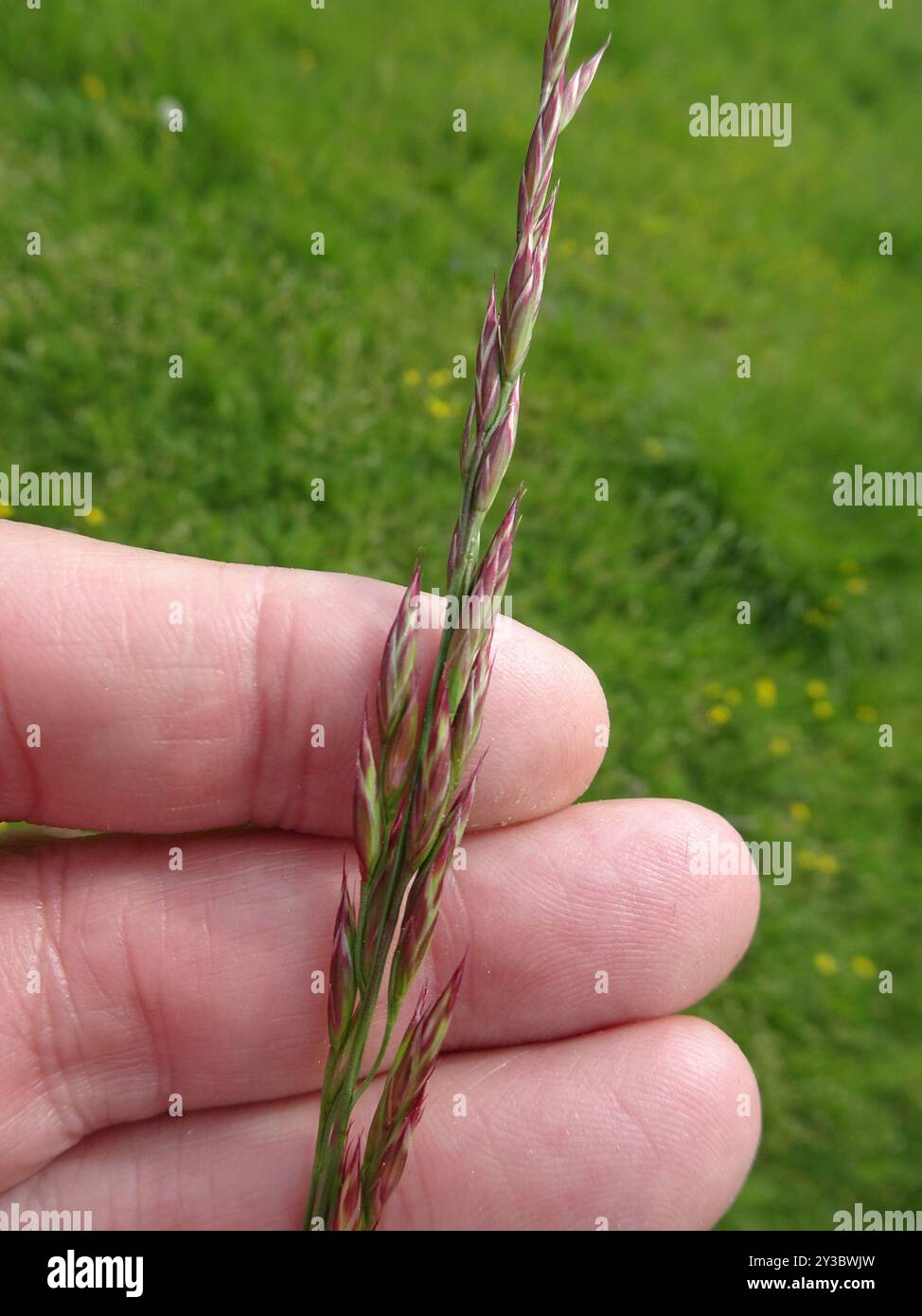 tall fescue (Lolium arundinaceum) Plantae Stock Photo - Alamy