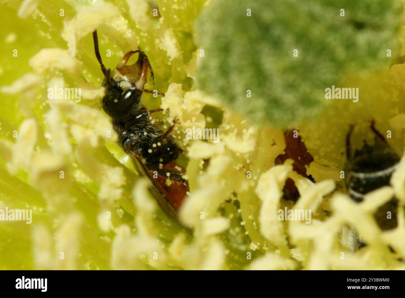 Goblin Bees (Macrotera) Insecta Stock Photo - Alamy