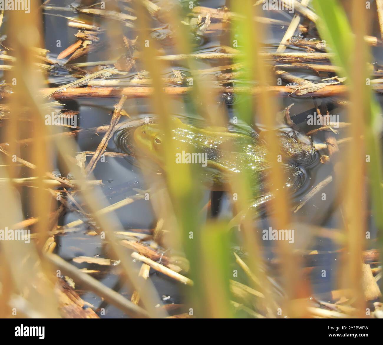 Pool frog complex and its kleptons (Pelophylax lessonae) Amphibia Stock ...