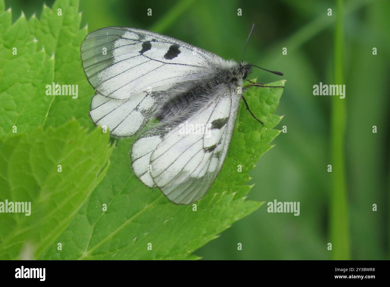 Clouded Apollo (Parnassius mnemosyne) Insecta Stock Photo - Alamy