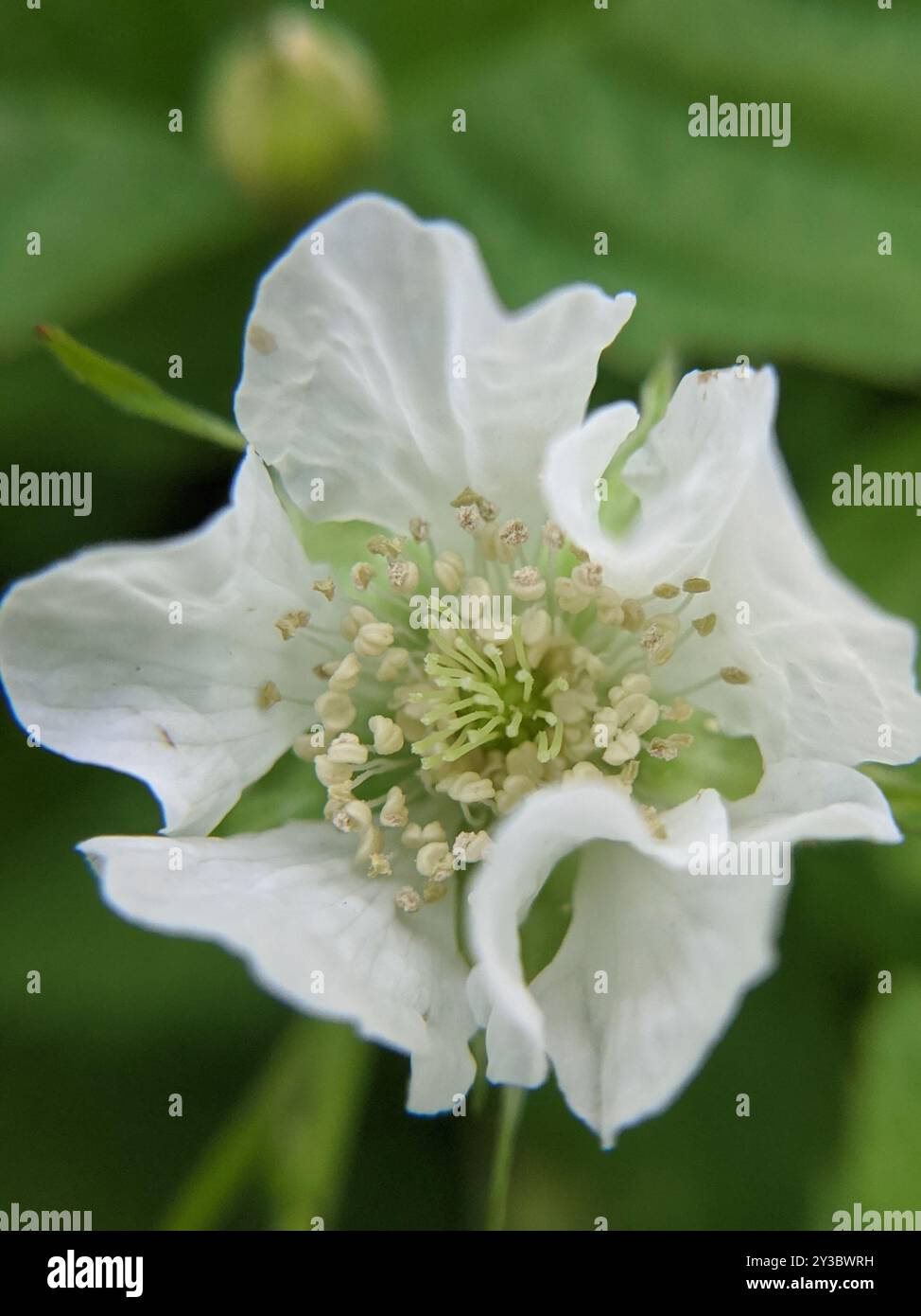 European dewberry (Rubus caesius) Plantae Stock Photo - Alamy