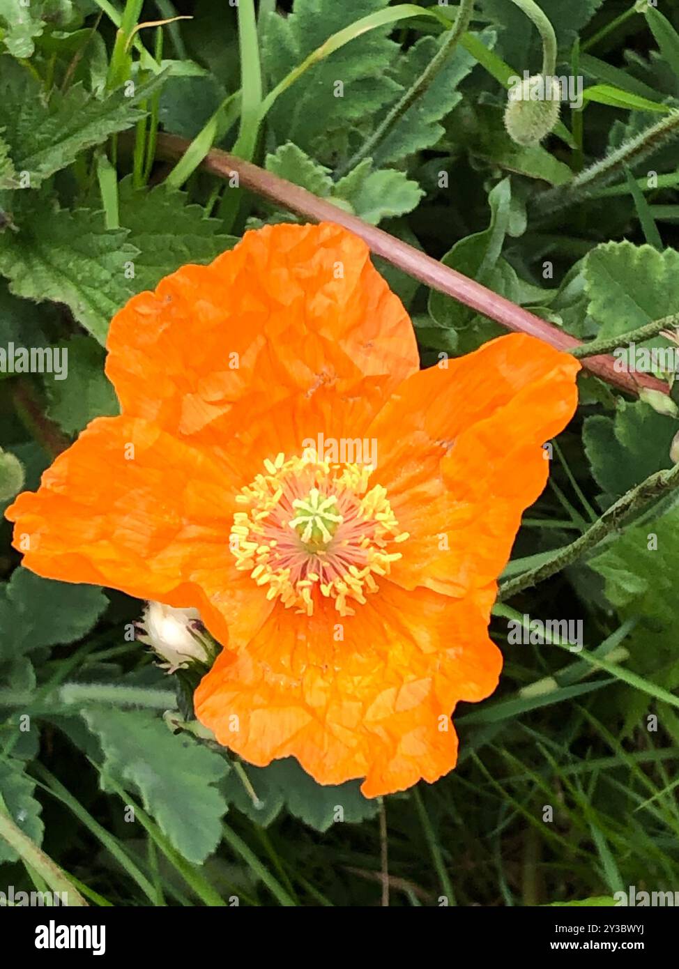 Welsh Poppy (Papaver cambricum) Plantae Stock Photo - Alamy
