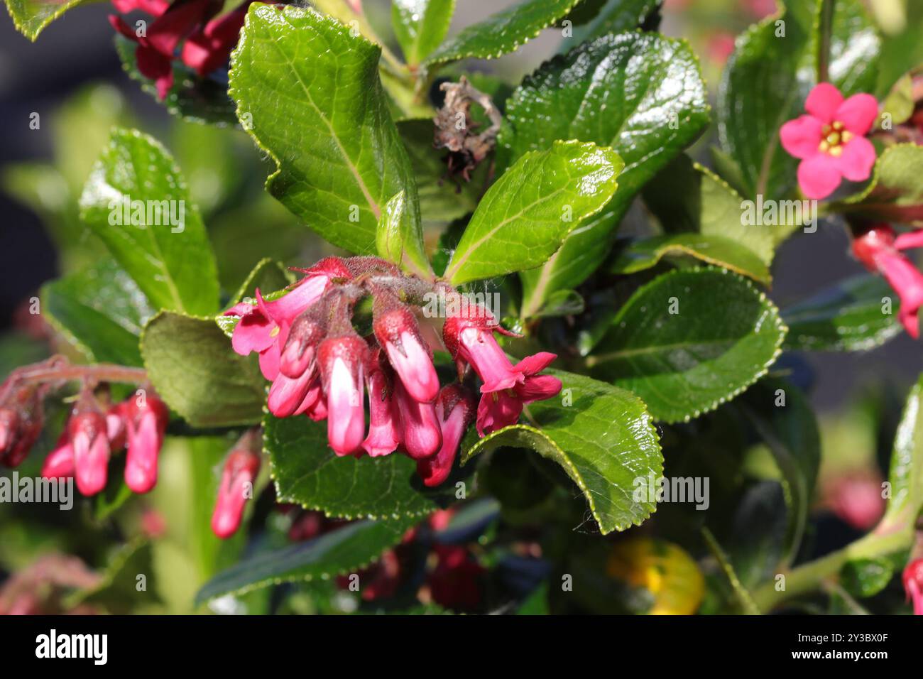 redclaws (Escallonia rubra) Plantae Stock Photo - Alamy
