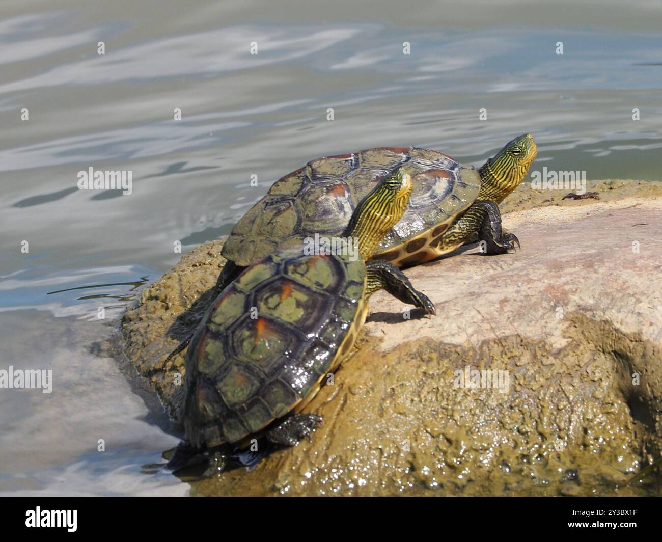Common thread turtle (Mauremys sinensis) Reptilia Stock Photo - Alamy