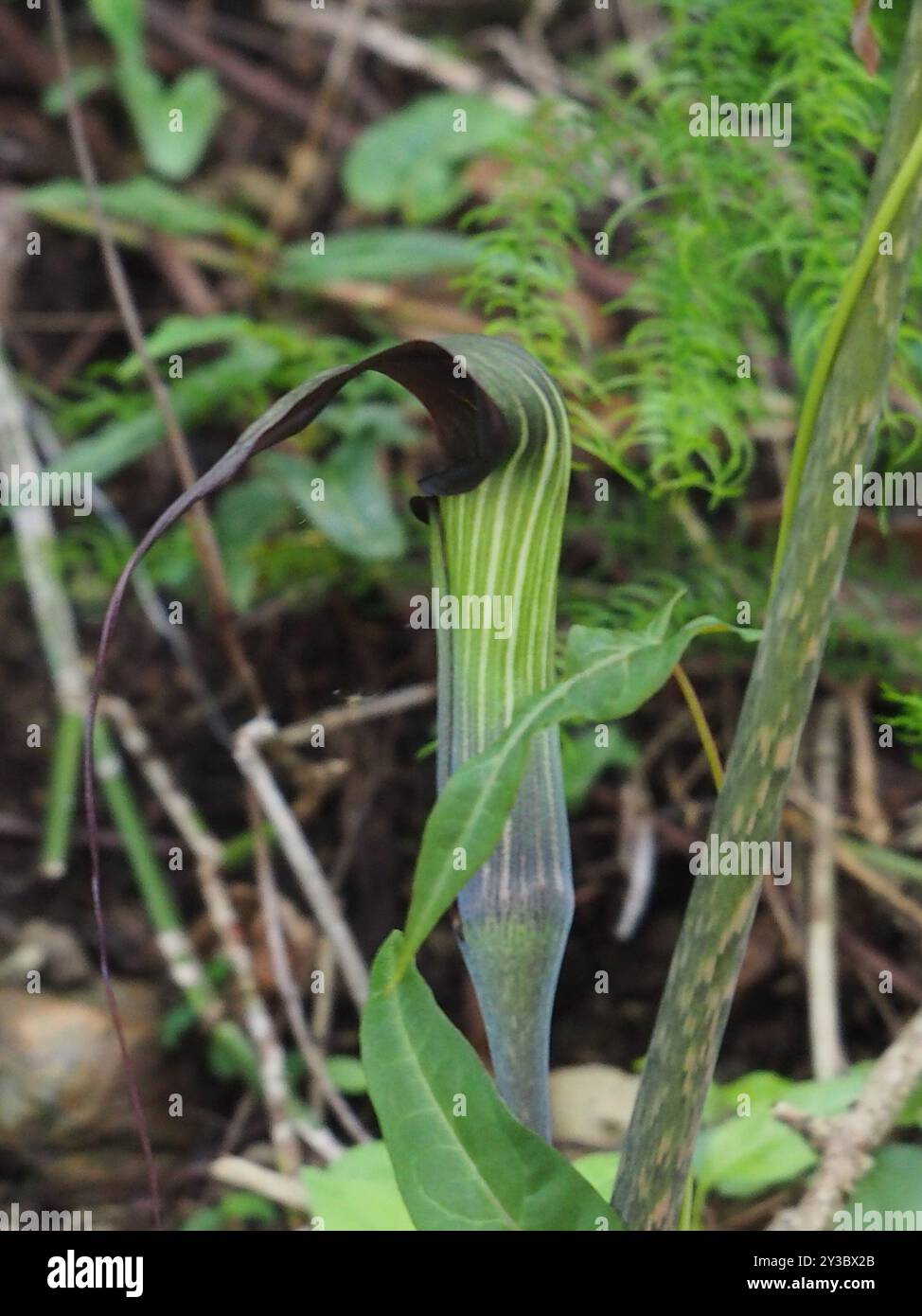 Himalayan cobra lily (Arisaema consanguineum) Plantae Stock Photo - Alamy