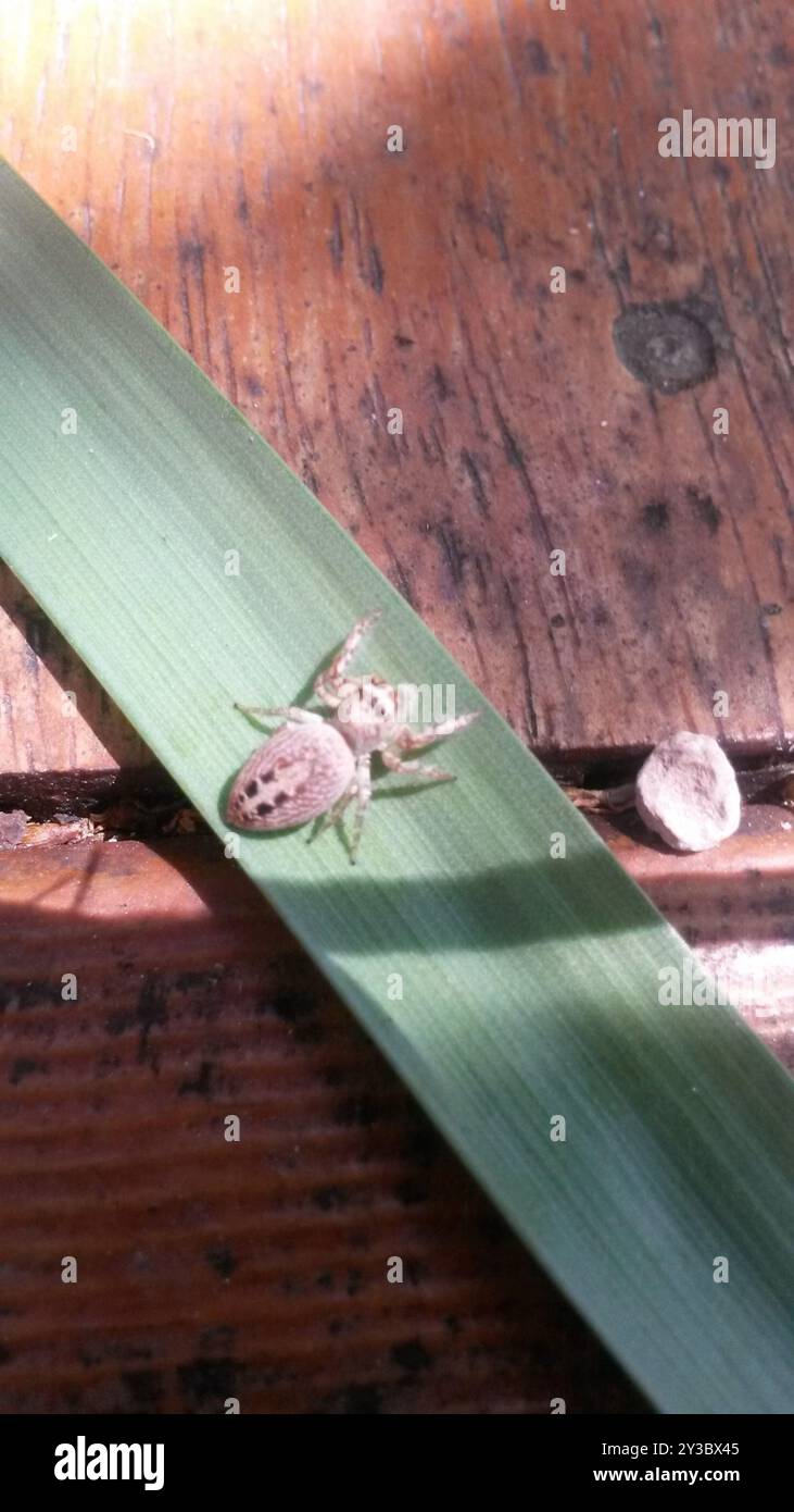 Garden Jumping Spiders (Opisthoncus) Arachnida Stock Photo - Alamy