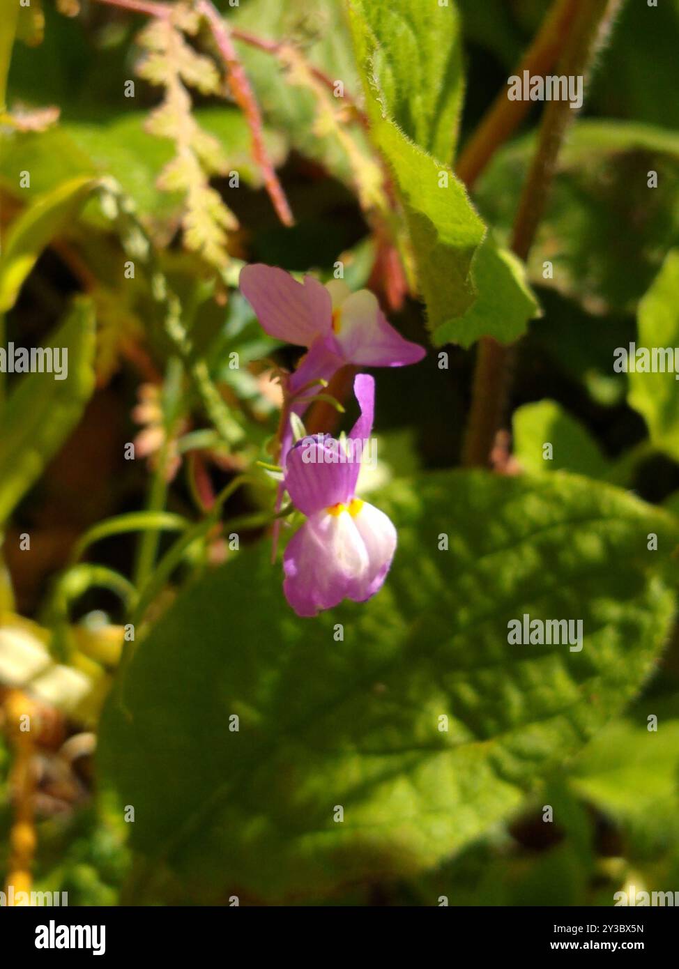 Annual Toadflax (Linaria maroccana) Plantae Stock Photo - Alamy