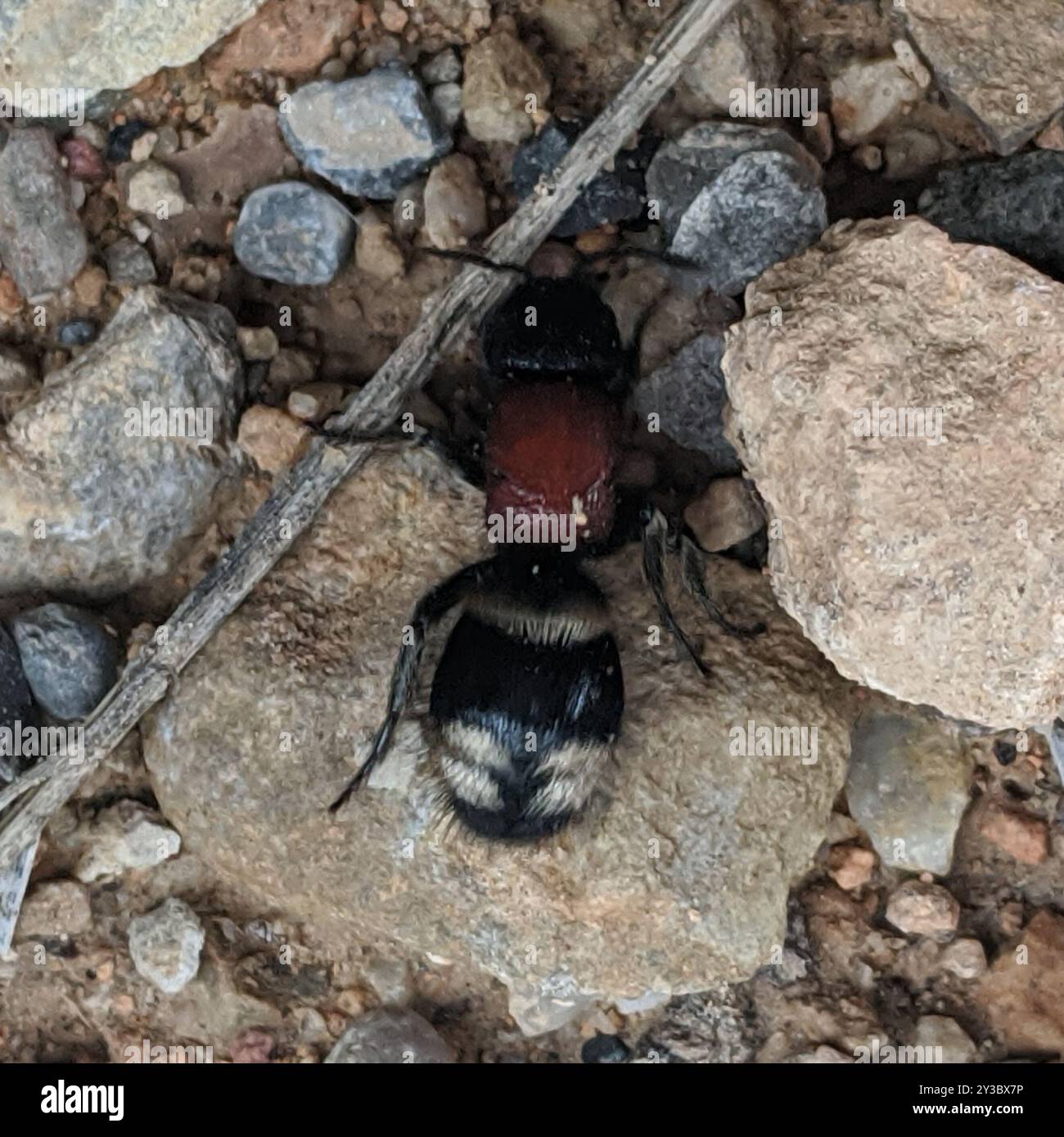 Large Velvet Ant (Mutilla europaea) Insecta Stock Photo - Alamy