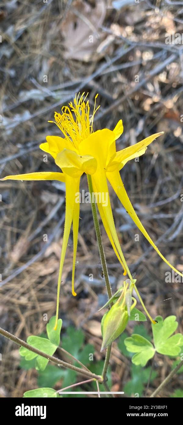 golden columbine (Aquilegia chrysantha) Plantae Stock Photo - Alamy
