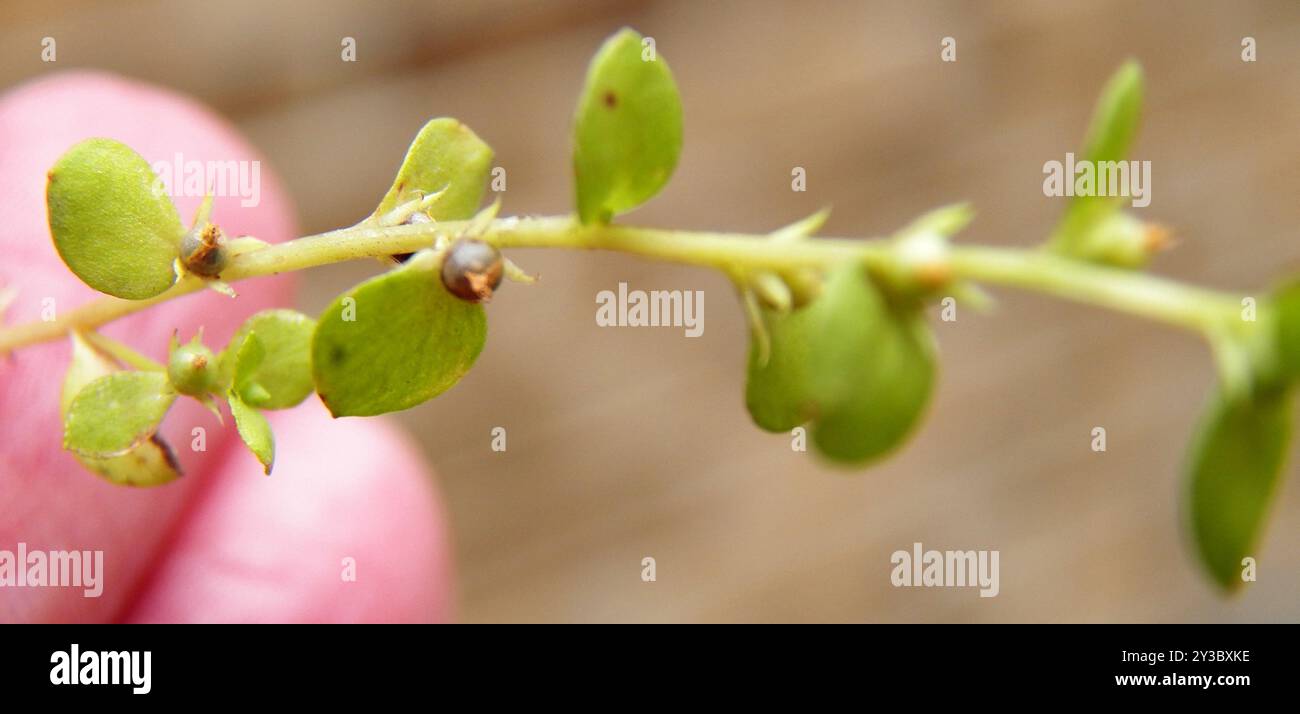 flowering plants (Angiospermae) Plantae Stock Photo - Alamy
