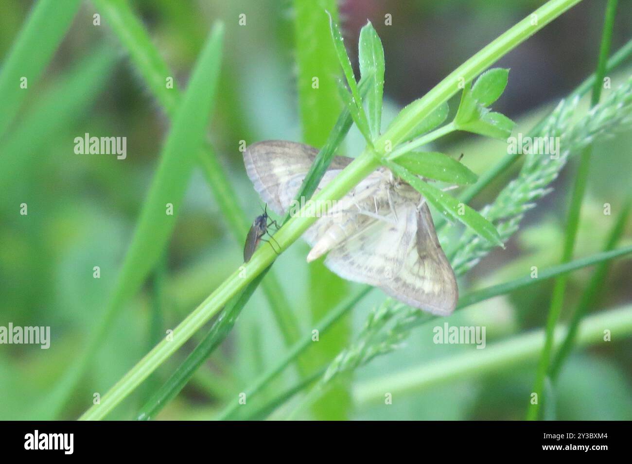 Bordered Pearl (Paratalanta pandalis) Insecta Stock Photo - Alamy