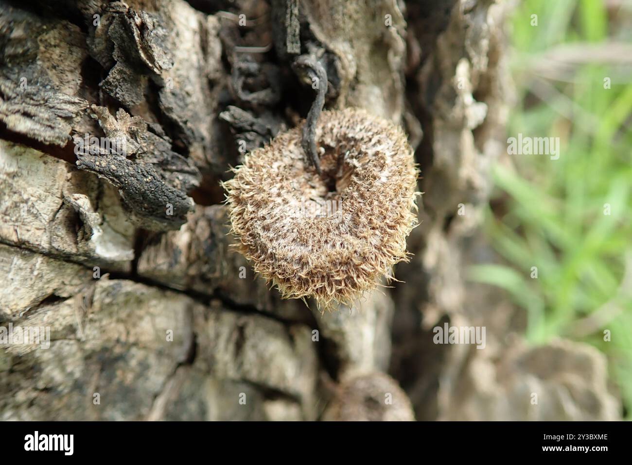 Bluegum Woodcap (Lentinus stuppeus) Fungi Stock Photo - Alamy