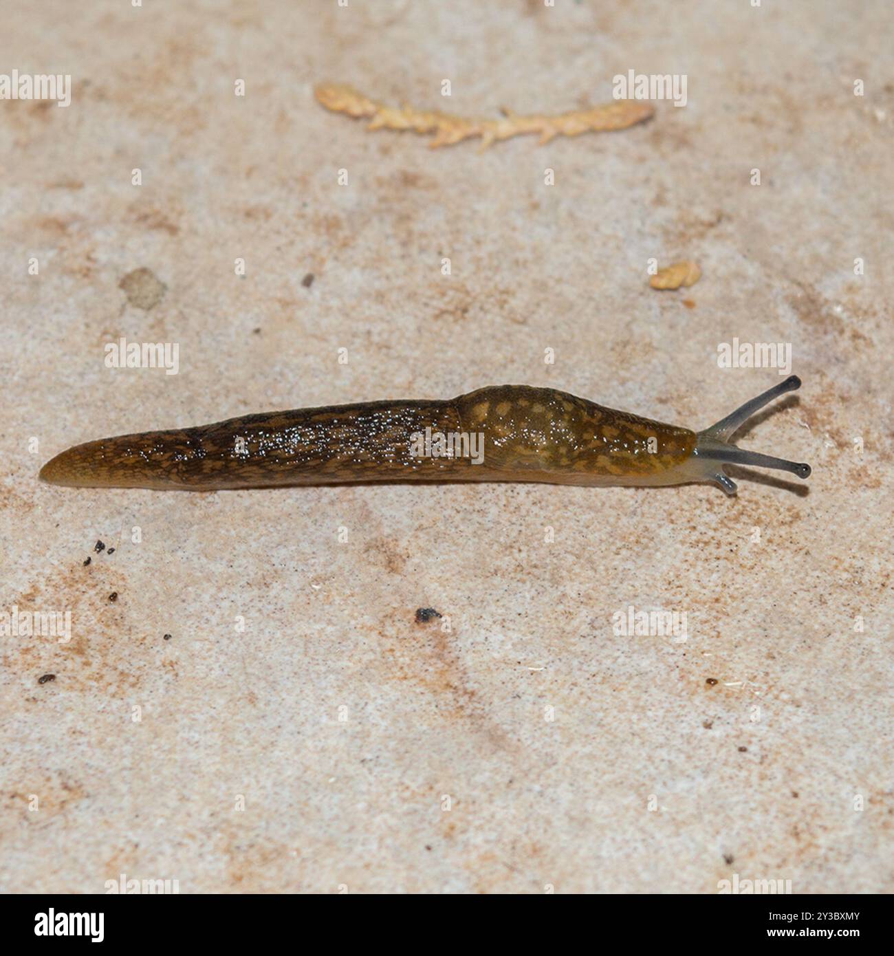 Yellow Cellar Slug (Limacus flavus) Mollusca Stock Photo - Alamy