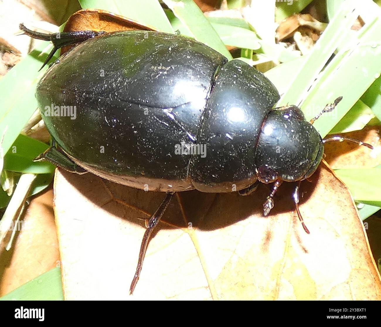 Giant Water Scavenger Beetles (Hydrophilus) Insecta Stock Photo - Alamy