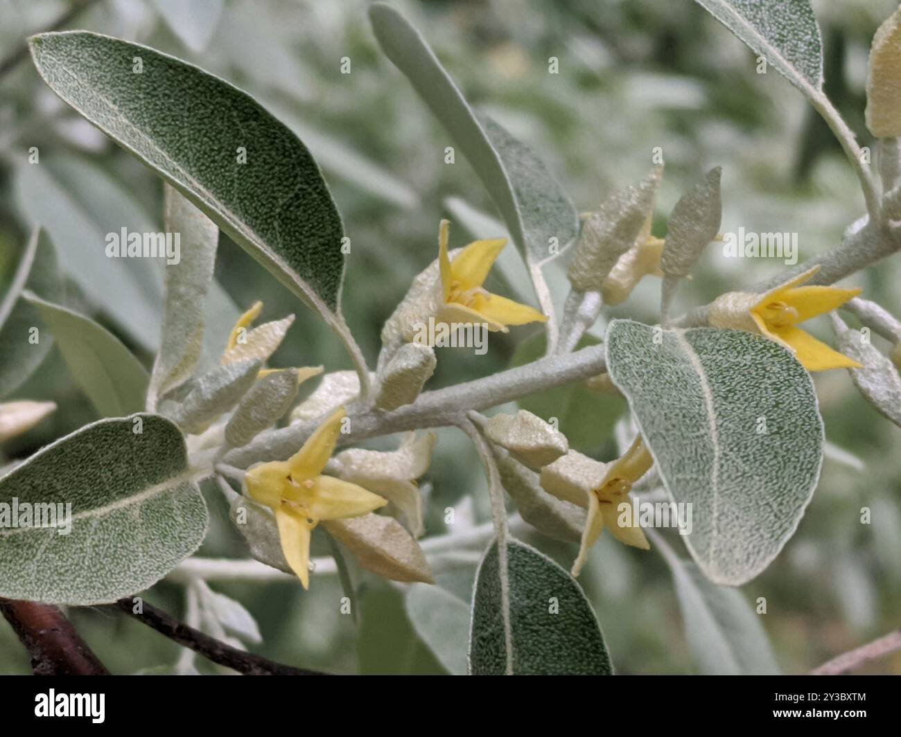 Russian olive (Elaeagnus angustifolia) Plantae Stock Photo - Alamy