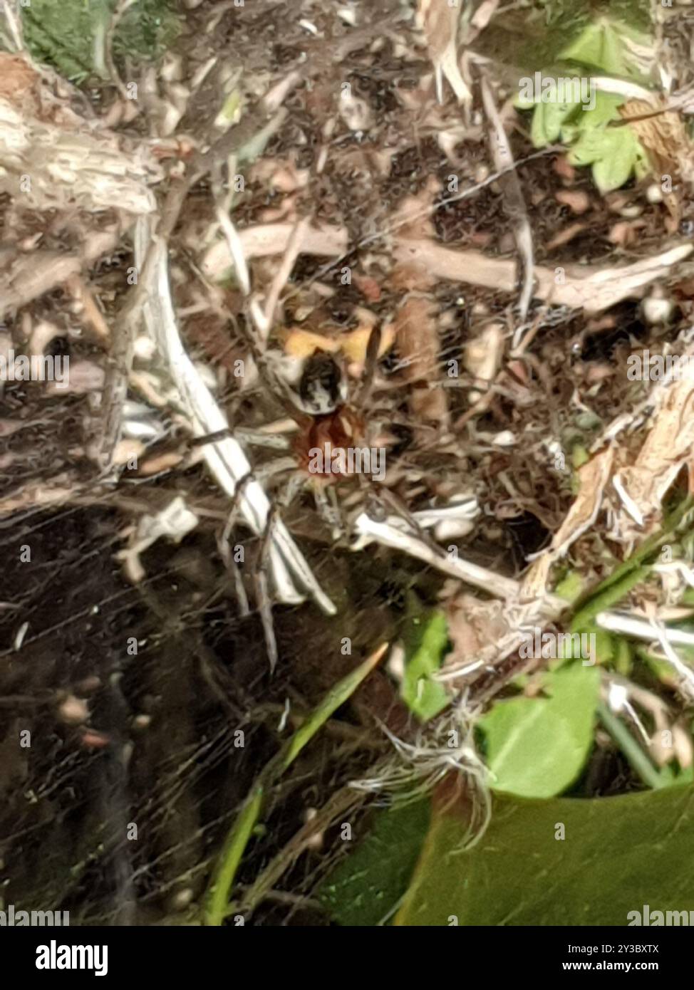 Labyrinth spider (Agelena labyrinthica) Arachnida Stock Photo - Alamy