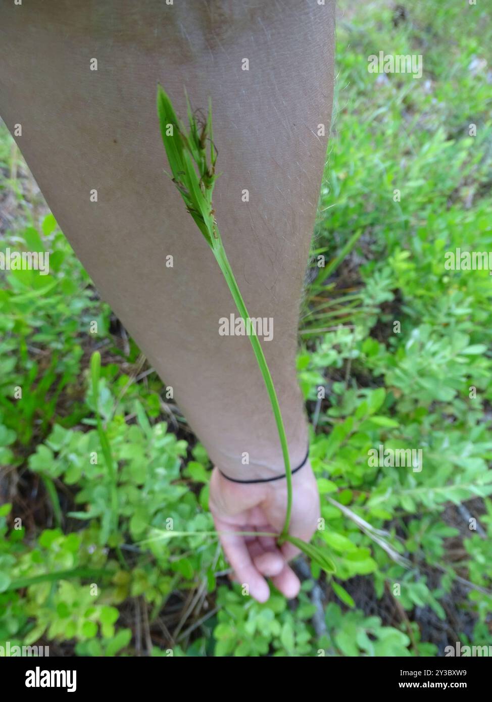 Whip Nutrush (Scleria triglomerata) Plantae Stock Photo - Alamy
