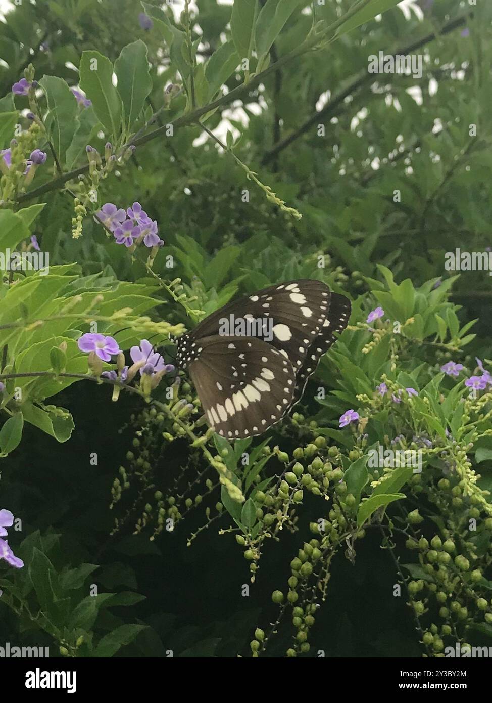 Common Australian Crow (Euploea core corinna) Insecta Stock Photo - Alamy