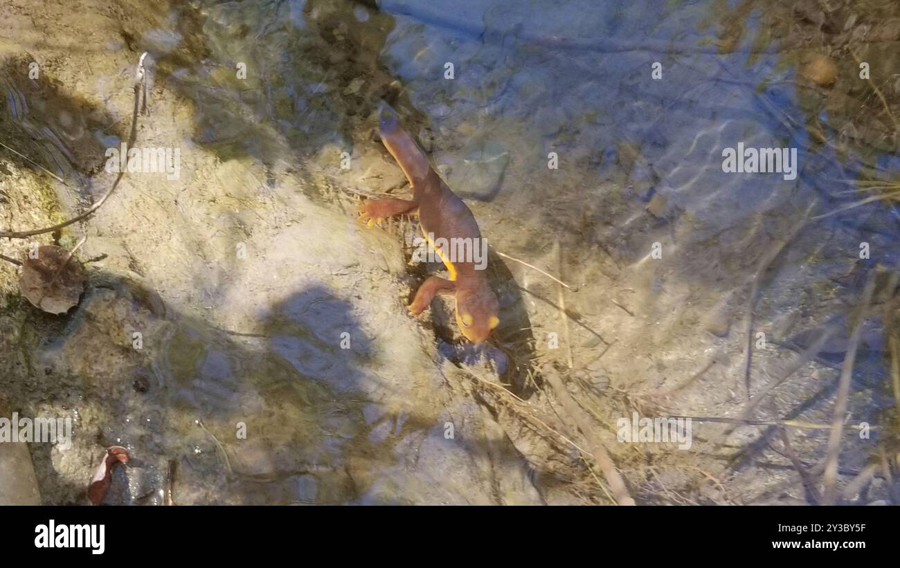 California Newt (Taricha torosa) Amphibia Stock Photo - Alamy