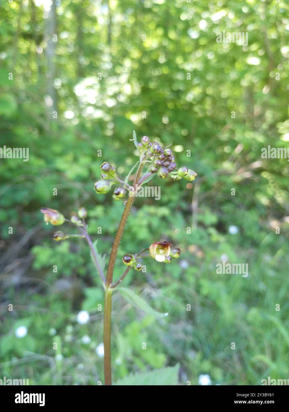 Common Figwort (Scrophularia nodosa) Plantae Stock Photo - Alamy