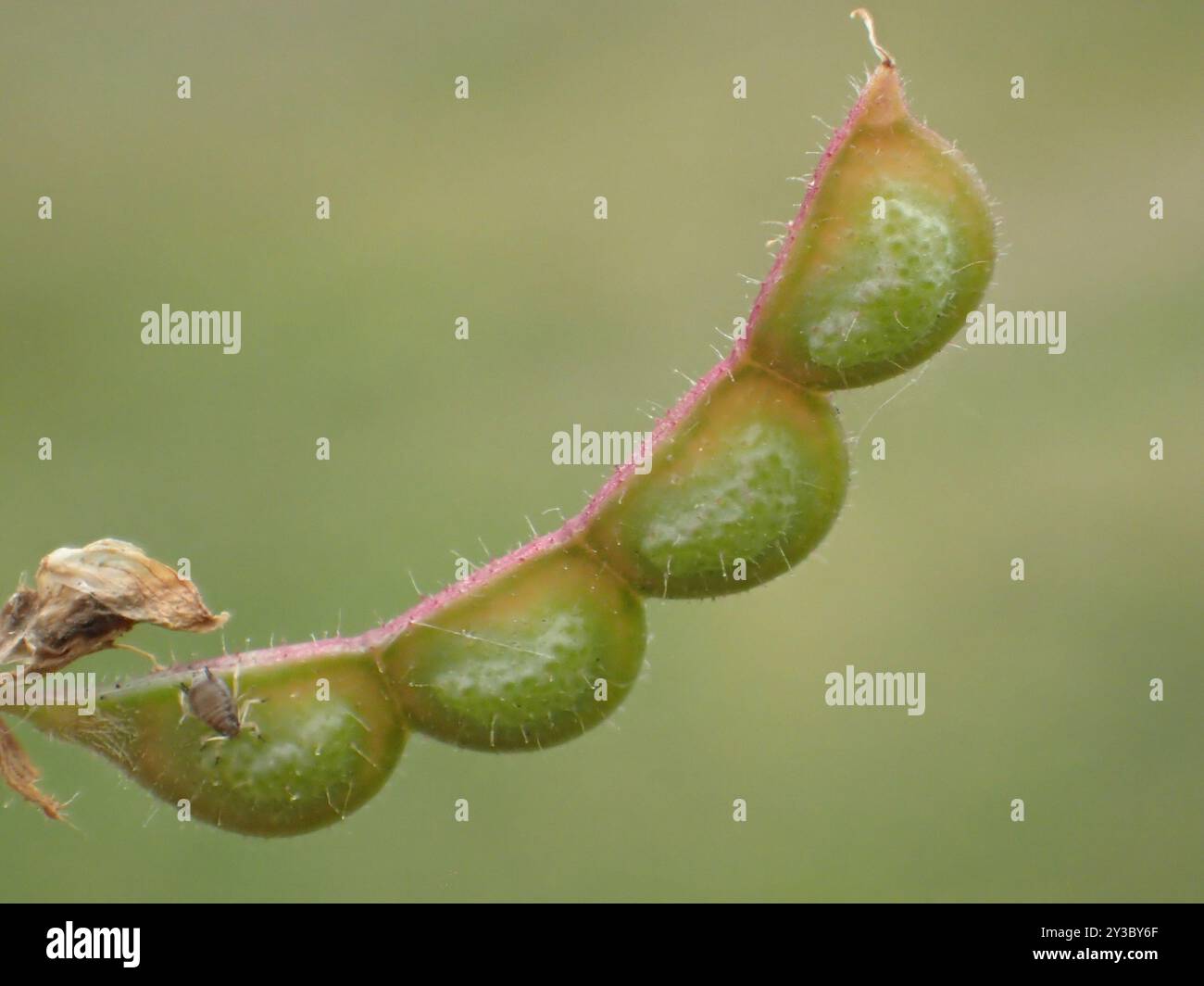 shyleaf (Aeschynomene americana) Plantae Stock Photo - Alamy