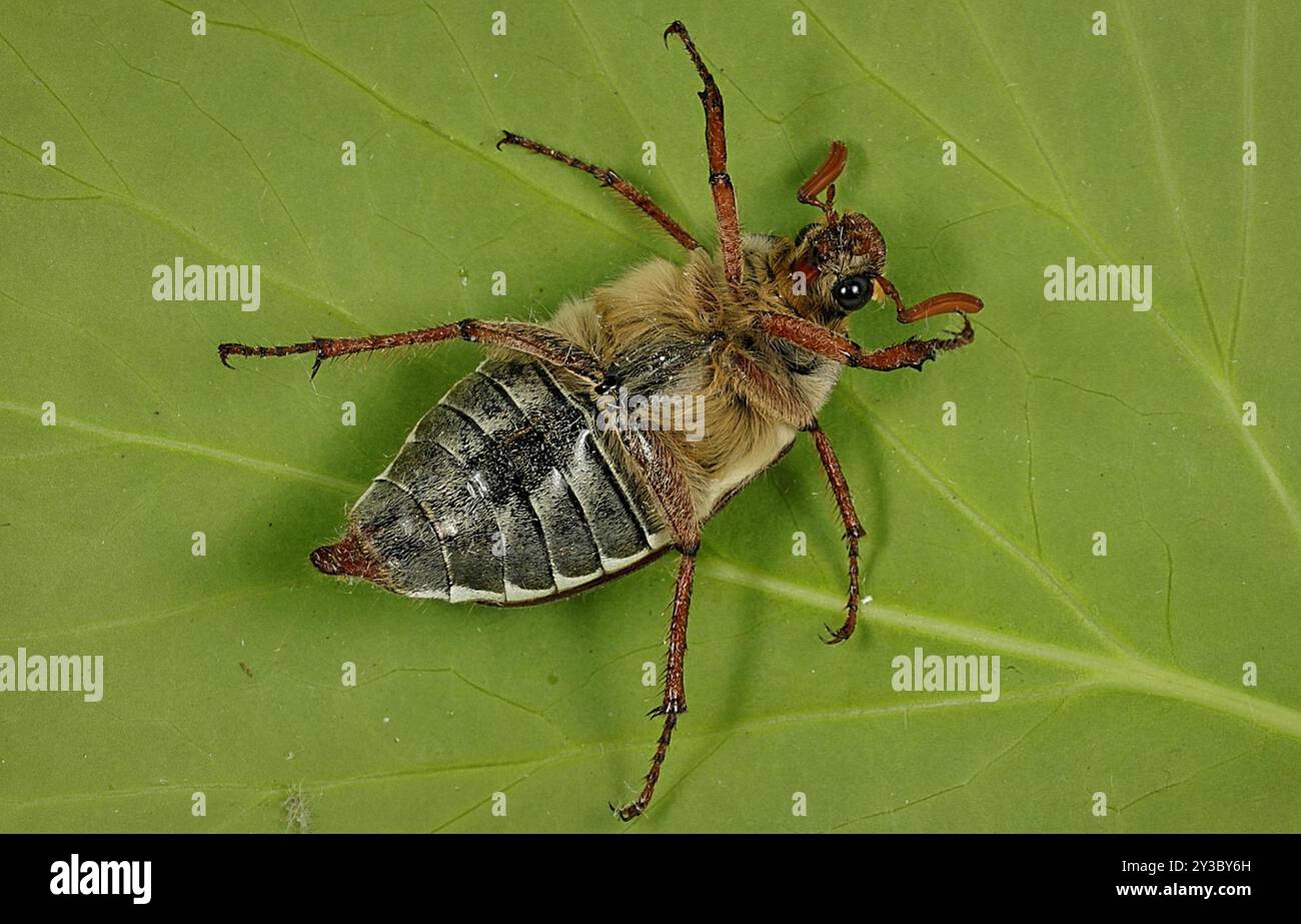 Common Cockchafer (Melolontha melolontha) Insecta Stock Photo - Alamy