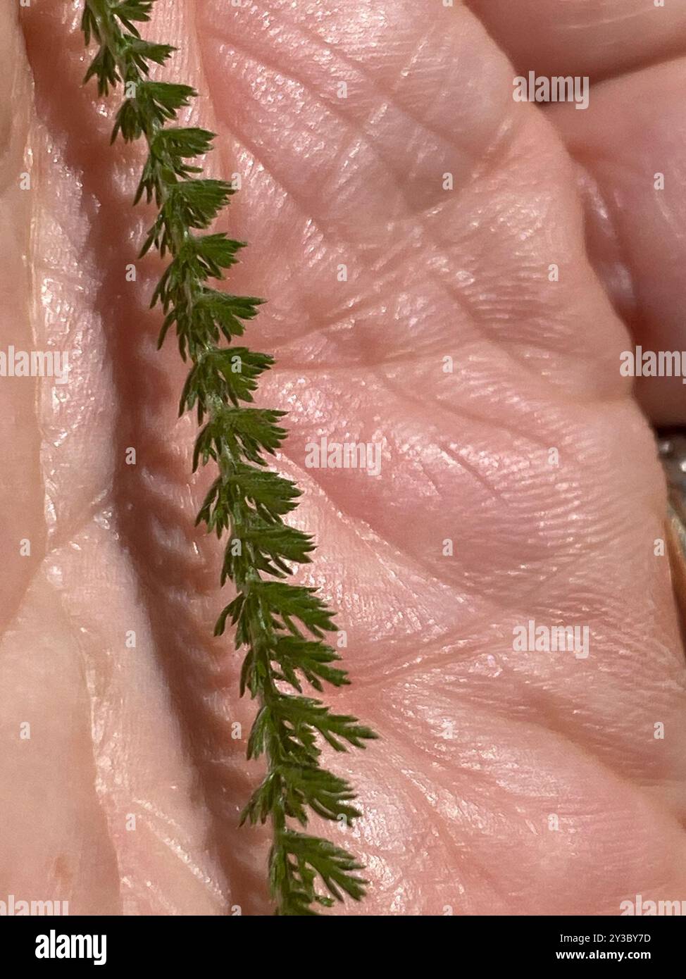 Northern Yarrow (Achillea millefolium borealis) Plantae Stock Photo - Alamy
