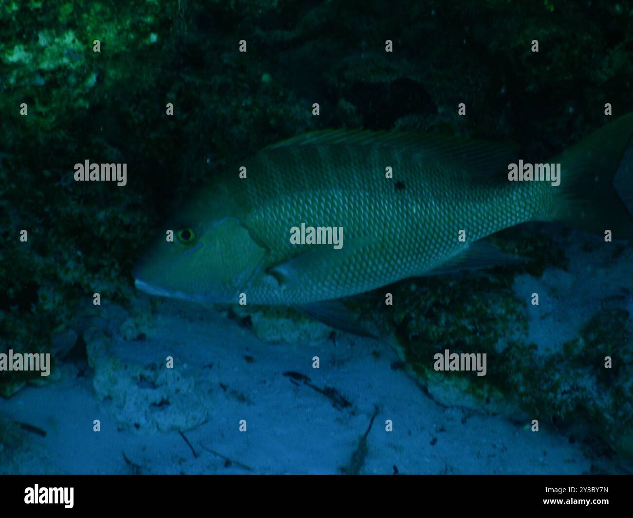 Mutton Snapper (Lutjanus analis) Actinopterygii Stock Photo - Alamy