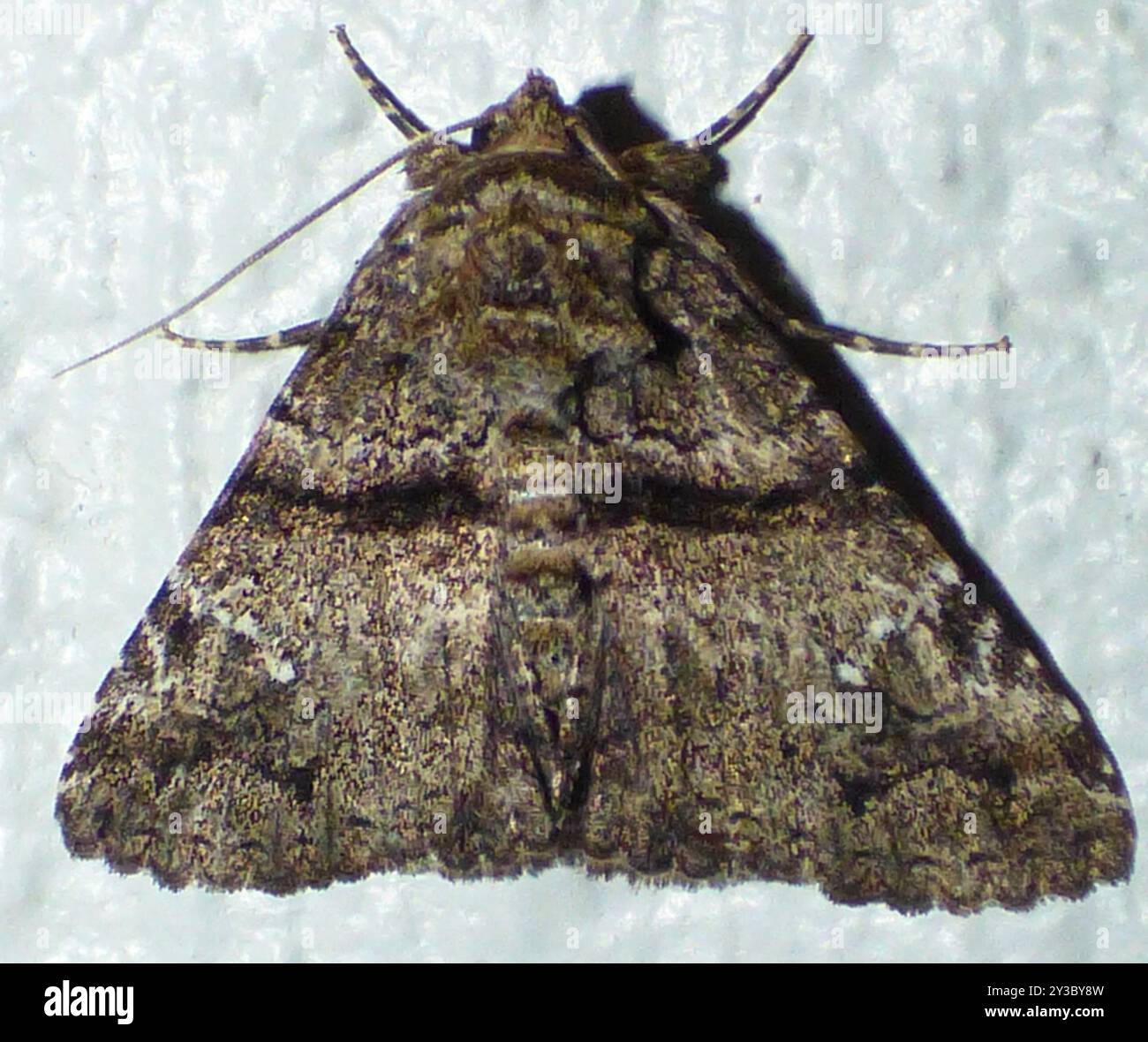 Live Oak Metria Moth (Metria amella) Insecta Stock Photo - Alamy