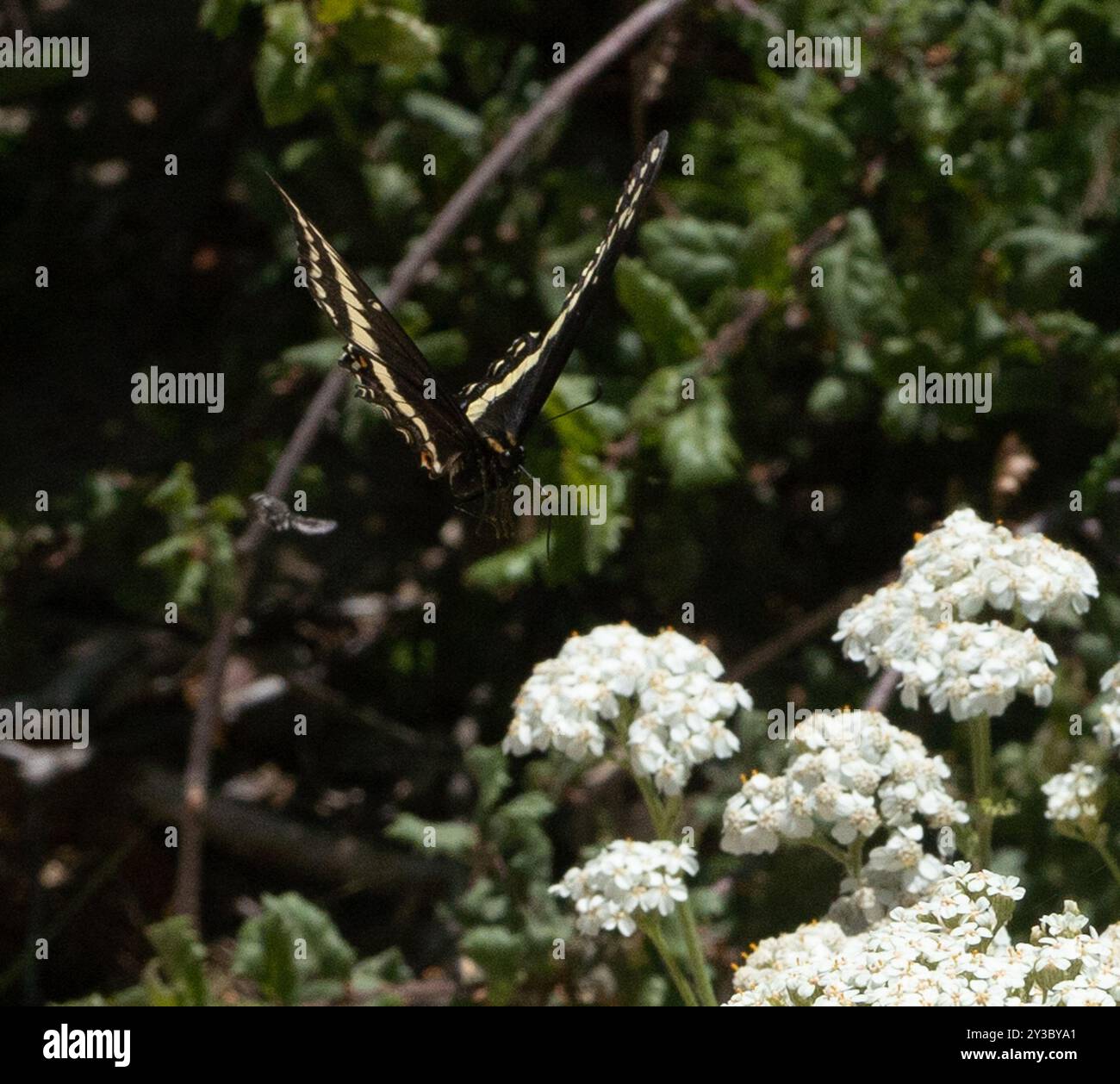 Edwards' Swallowtail (Papilio indra pergamus) Insecta Stock Photo - Alamy