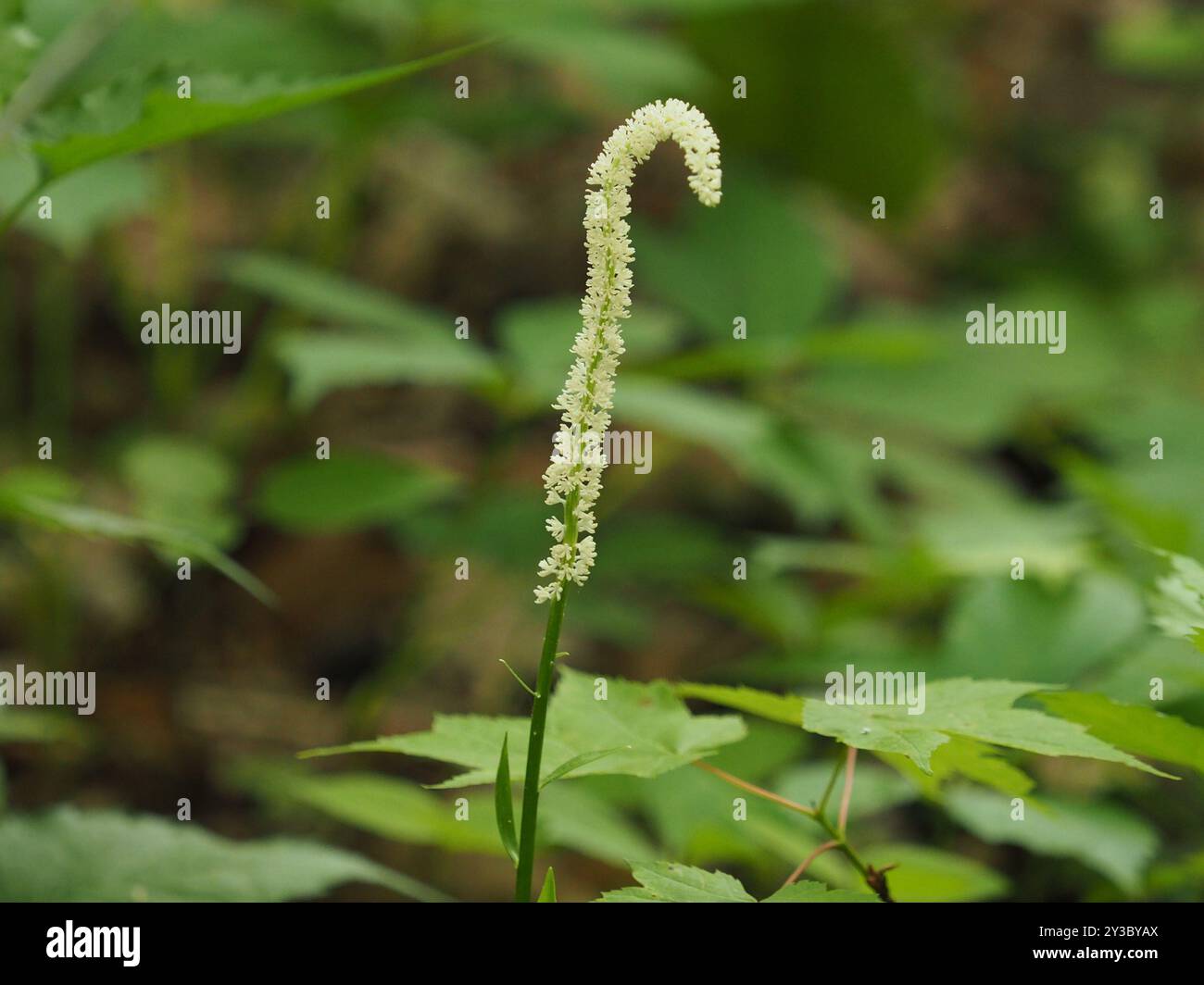 devil's bit (Chamaelirium luteum) Plantae Stock Photo - Alamy