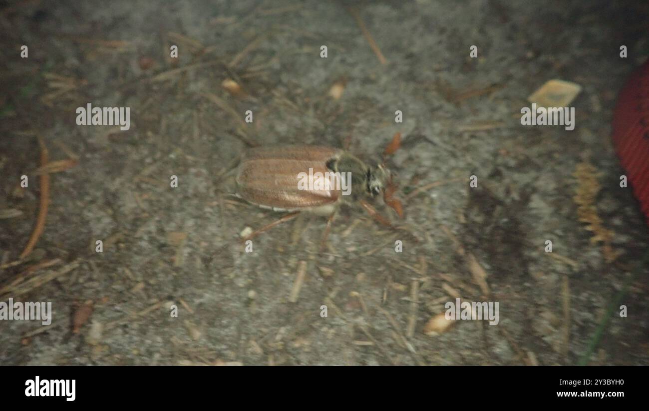 Common Cockchafer (Melolontha melolontha) Insecta Stock Photo - Alamy