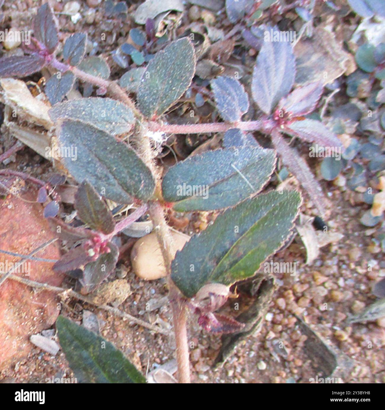 Asthma plant (Euphorbia hirta) Plantae Stock Photo - Alamy