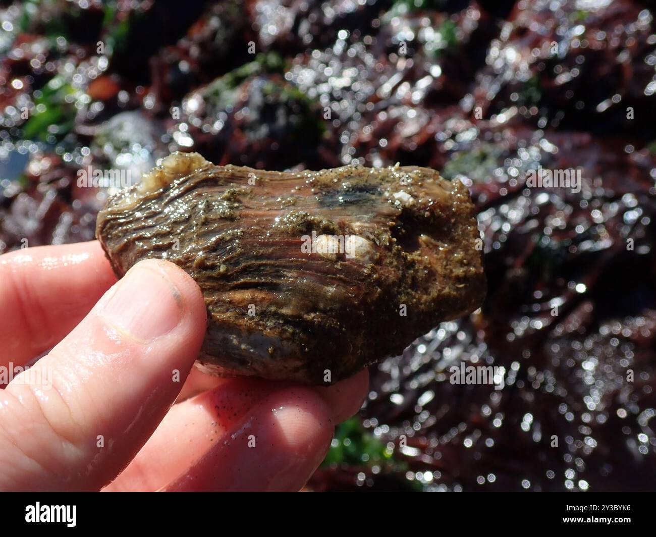 Northwest Ugly Clam (Entodesma navicula) Mollusca Stock Photo - Alamy