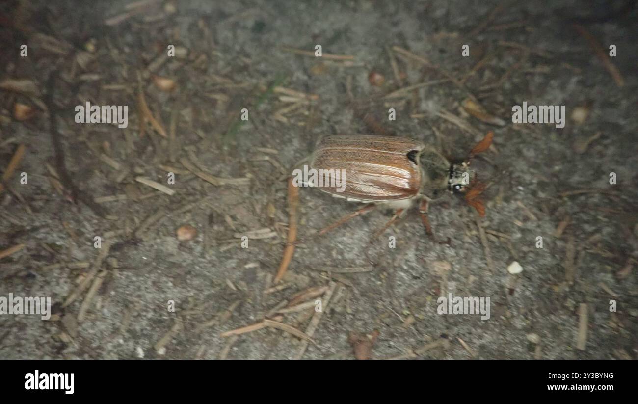 Common Cockchafer (Melolontha melolontha) Insecta Stock Photo - Alamy
