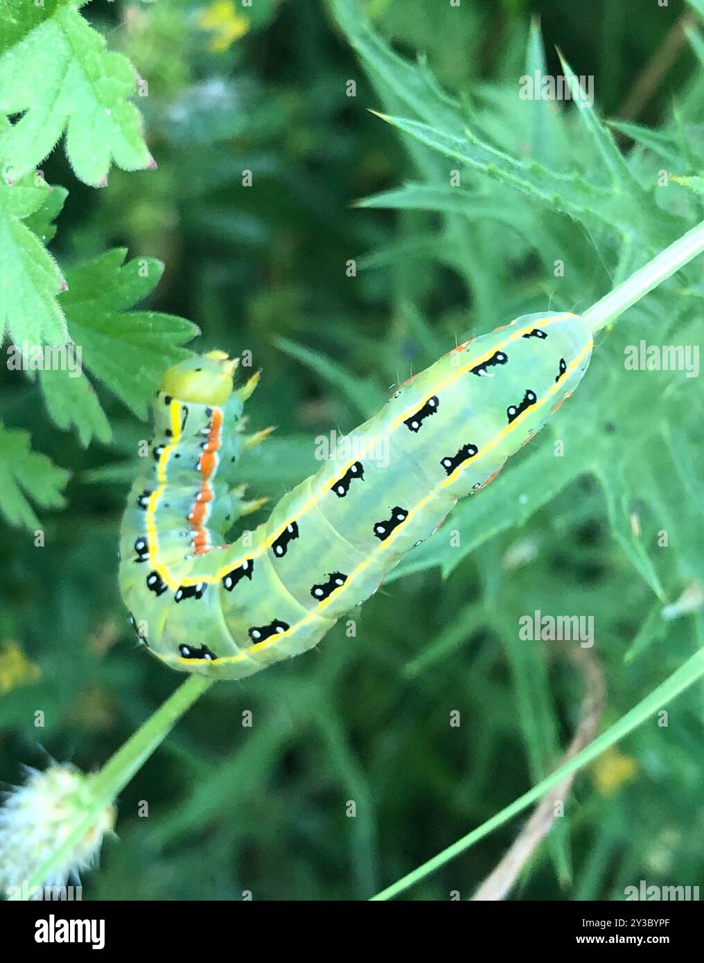 Sword-grass (Xylena exsoleta) Insecta Stock Photo - Alamy