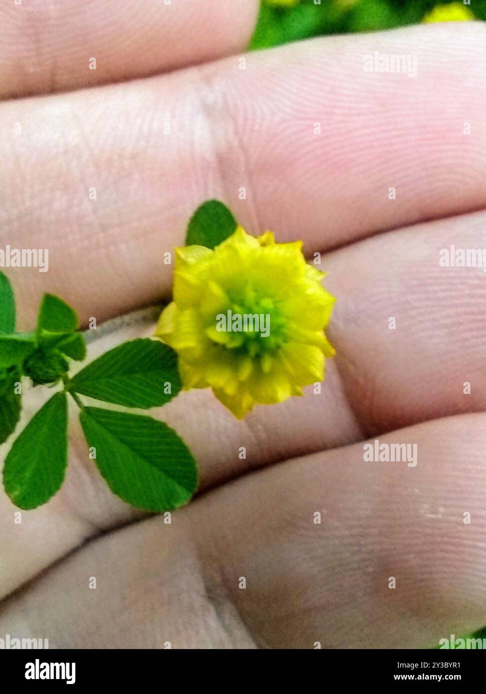 hop trefoil (Trifolium campestre) Plantae Stock Photo - Alamy